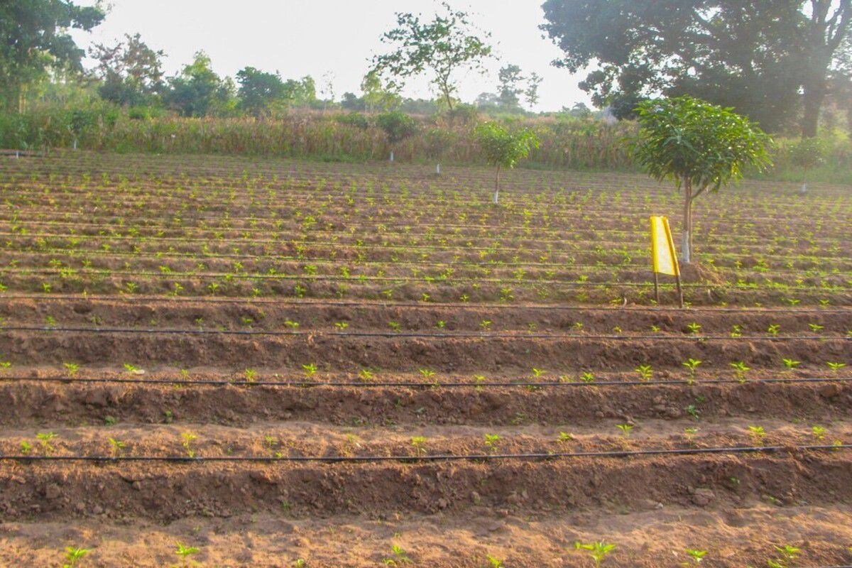 Installation of micro irrigation system(drip) for efficient application ...